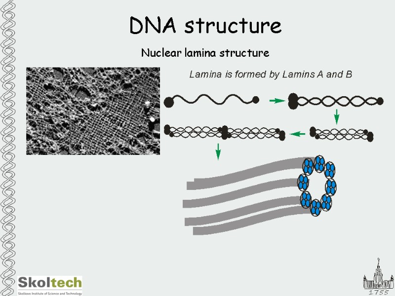 MSU & SkolTech DNA structure and packing DNA