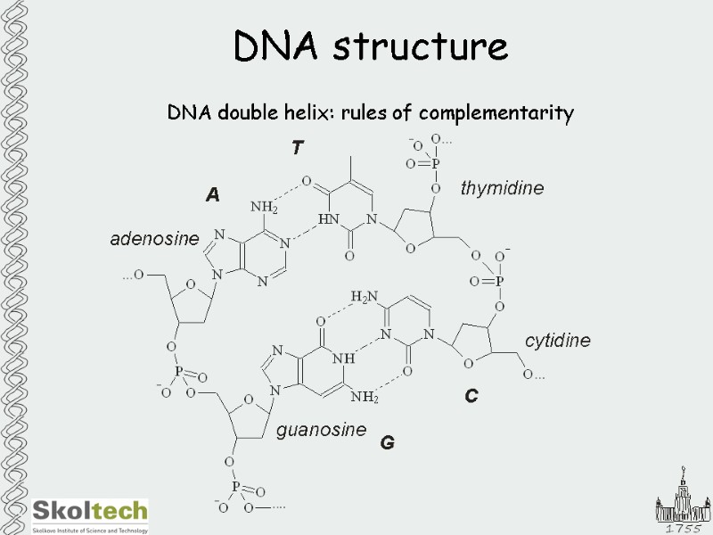 MSU & SkolTech DNA structure and packing DNA
