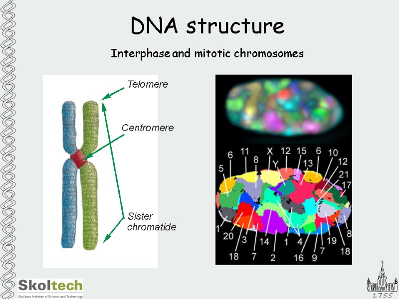 MSU & SkolTech DNA structure and packing DNA