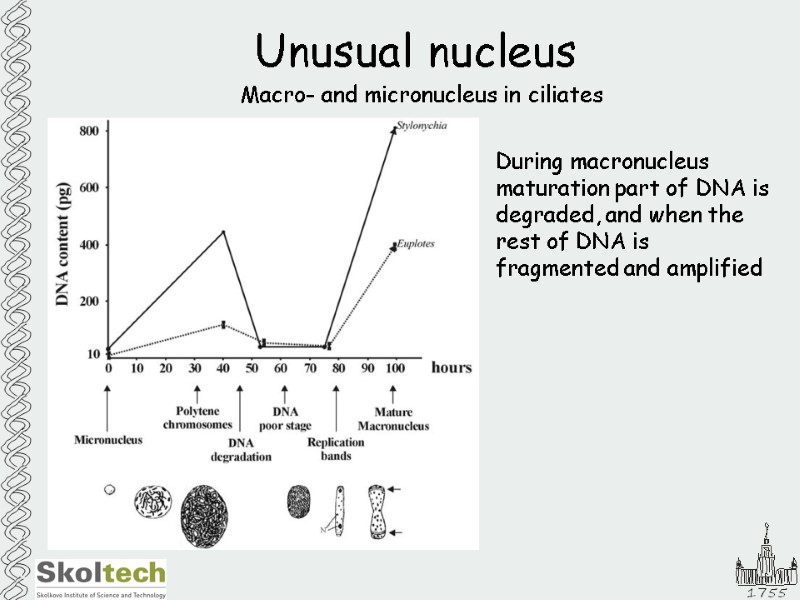 MSU & SkolTech DNA structure and packing DNA