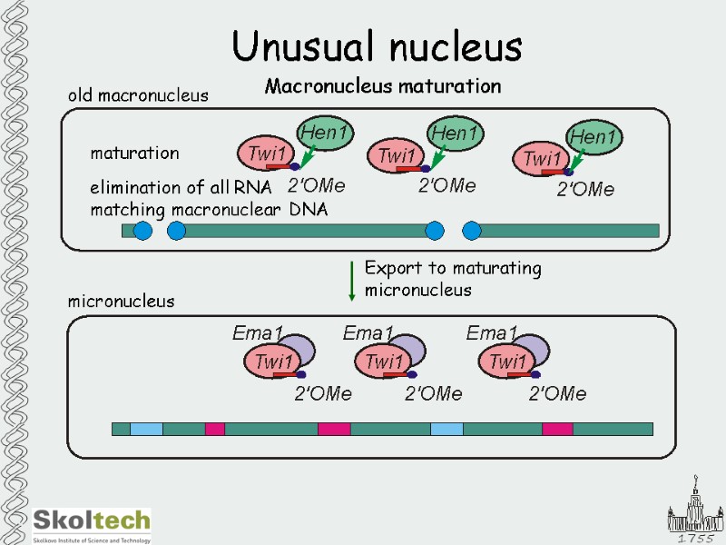 MSU & SkolTech DNA structure and packing DNA
