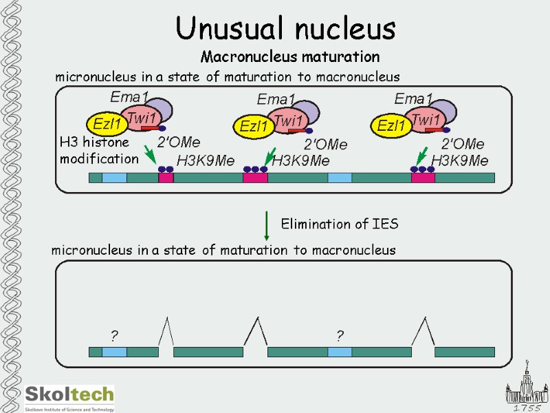 MSU & SkolTech DNA structure and packing DNA