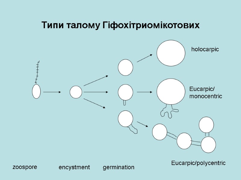 Тема 4 Грибоподібні організми царства Chromista Система грибів