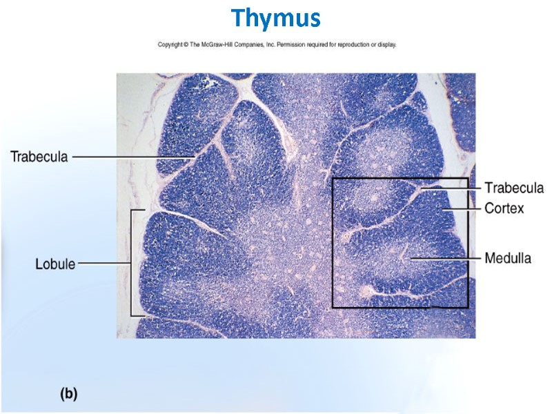 IMMUNE SYSTEM The major organs of the immune