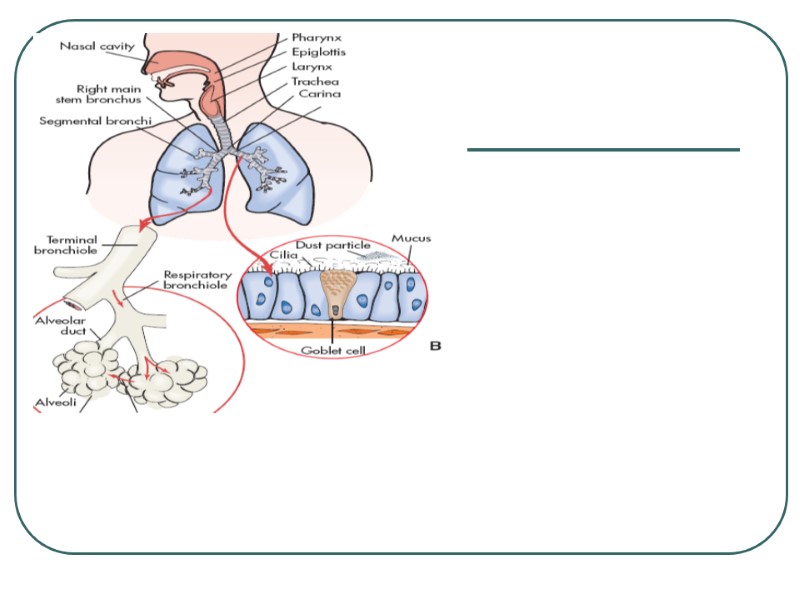 Assessment of respiratory system Dr .Essmat Gemaey Assistant