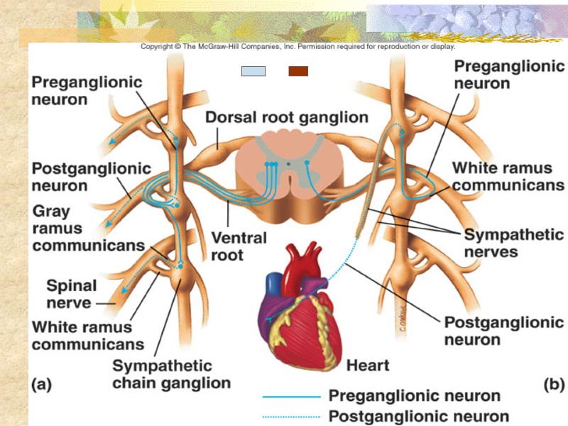 Autonomic Nervous System I. Divisions A. Sympathetic fight