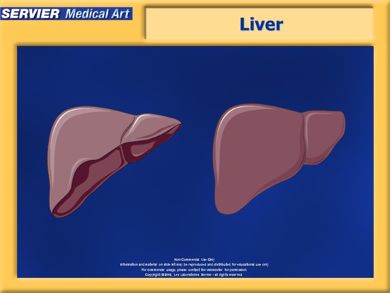 Digestive system Complete digestive apparatus Esophagus Liver Abdominal