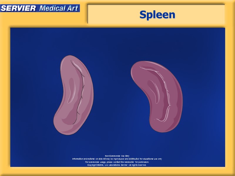 Digestive system Complete digestive apparatus Esophagus Liver Abdominal