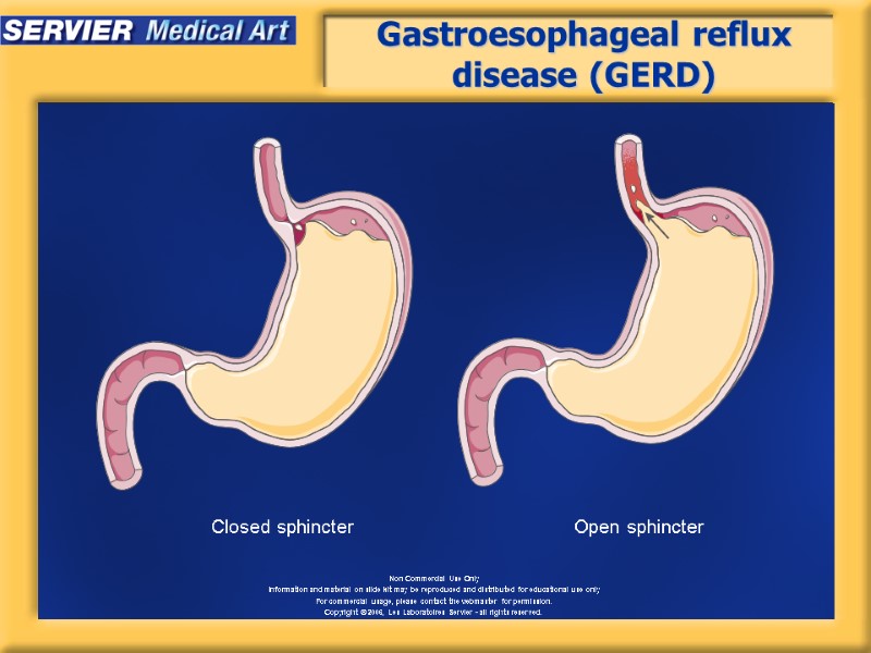 Digestive system Complete digestive apparatus Esophagus Liver Abdominal