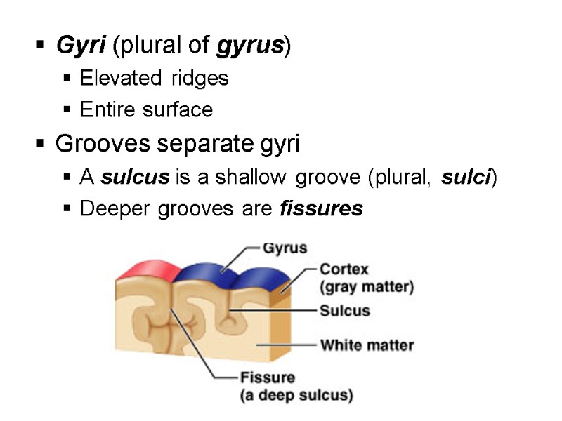 Central Nervous System: “CNS” Prepared by Alexey Ivanchenko