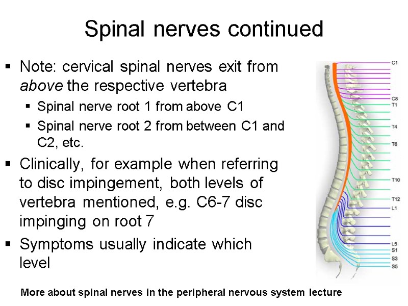 Central Nervous System: “CNS” Prepared by Alexey Ivanchenko