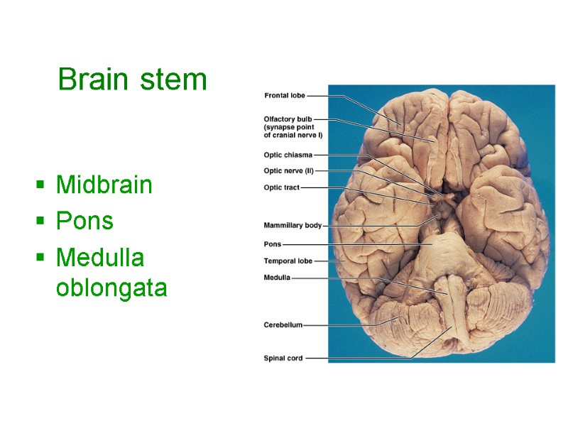 Central Nervous System: “CNS” Prepared by Alexey Ivanchenko