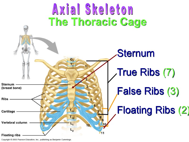 Skeletal System Function of the Skeletal System Support-