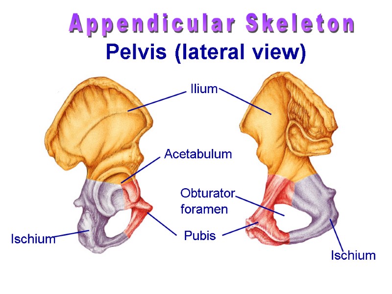 Skeletal System Function of the Skeletal System Support-