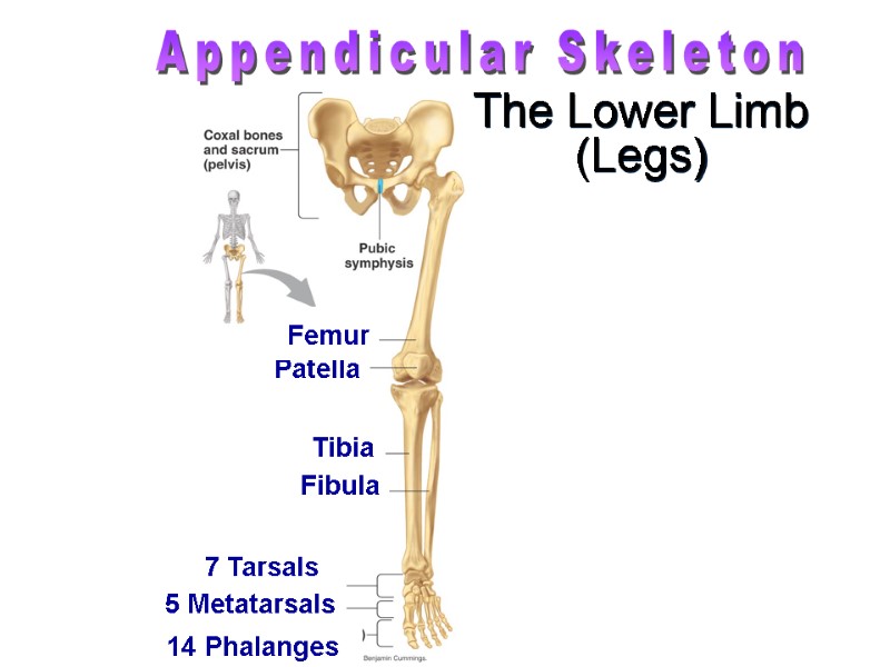 Skeletal System Function of the Skeletal System Support-