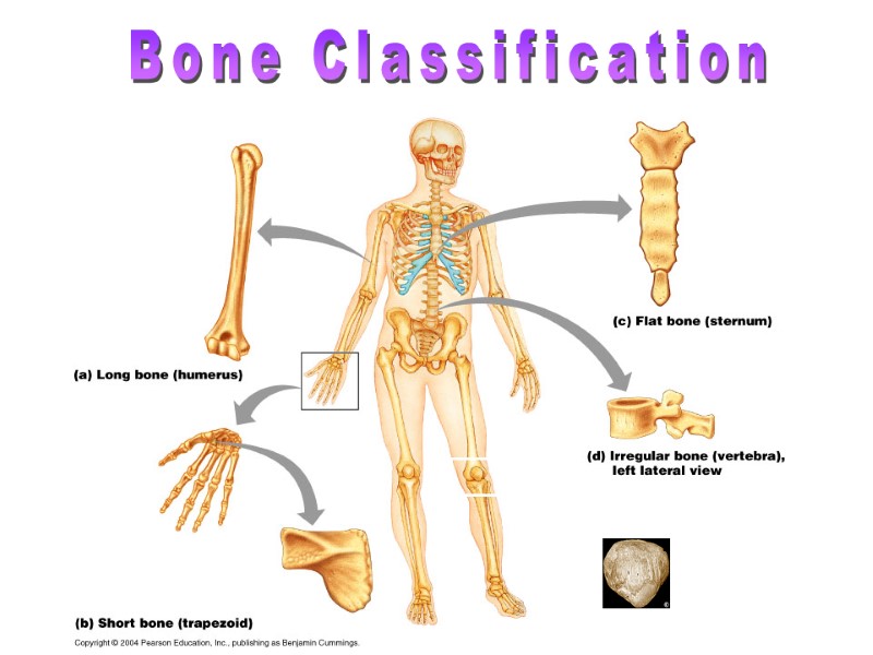 Skeletal System Function of the Skeletal System Support-