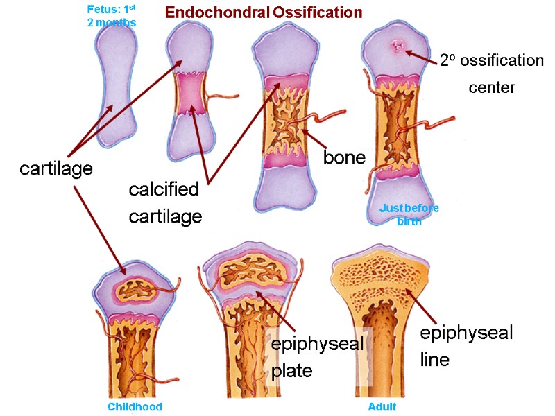 Skeletal System Function of the Skeletal System Support-