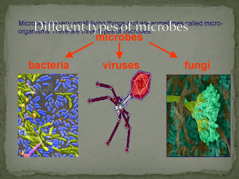 Developmental Physiology and school hygiene Lecture 13. Microbes