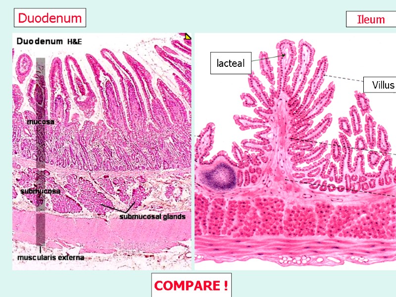 DIGESTIVE SYSTEM 2 Intestine LIVER PANCREAS Small intestine