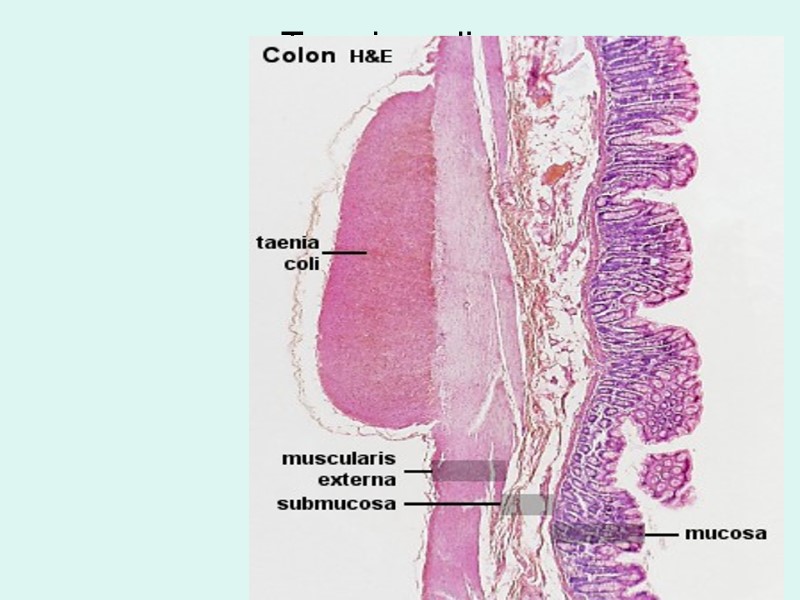 DIGESTIVE SYSTEM 2 Intestine LIVER PANCREAS Small intestine