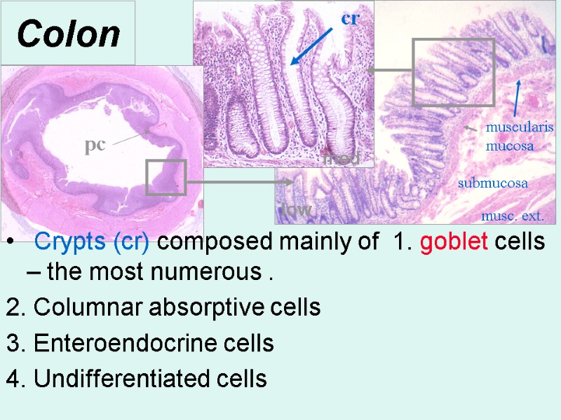 DIGESTIVE SYSTEM 2 Intestine LIVER PANCREAS Small intestine