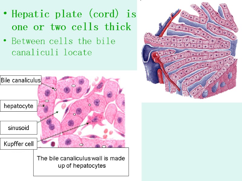 DIGESTIVE SYSTEM 2 Intestine LIVER PANCREAS Small intestine