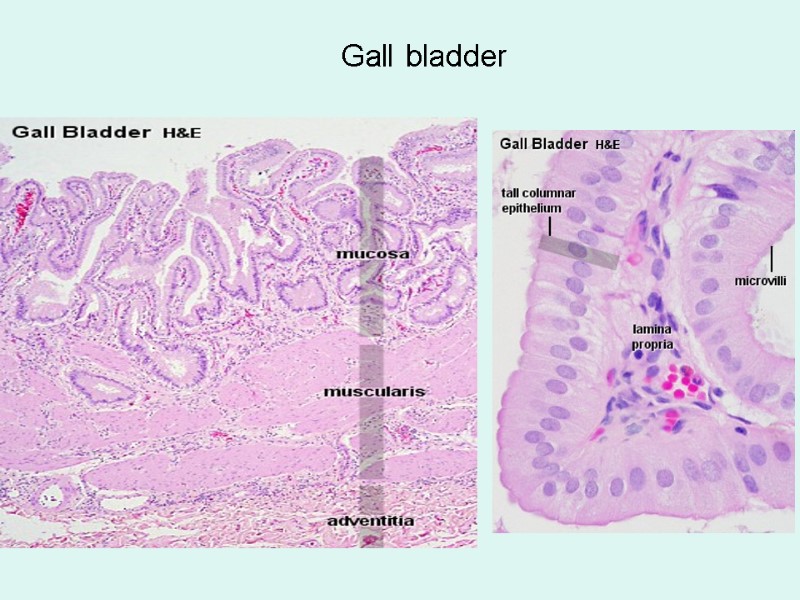 DIGESTIVE SYSTEM 2 Intestine LIVER PANCREAS Small intestine