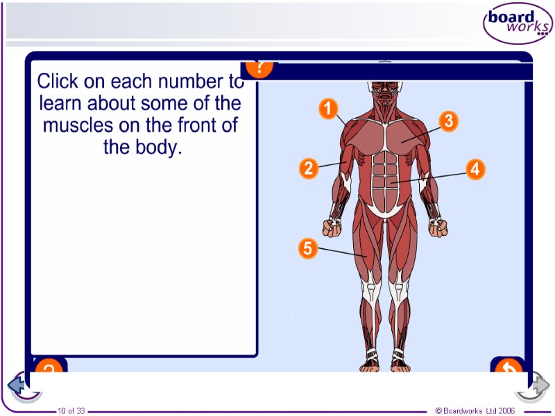 Medical terms of the muscular system © Boardworks