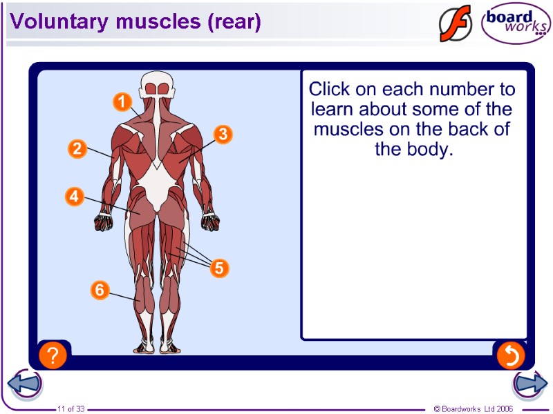 Medical terms of the muscular system © Boardworks