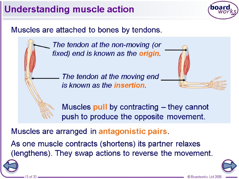 Medical terms of the muscular system © Boardworks