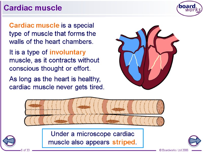 Medical terms of the muscular system © Boardworks