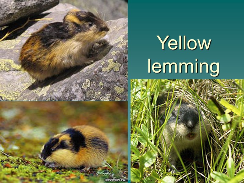 Yellow lemming Information Status: rare (Category III), it