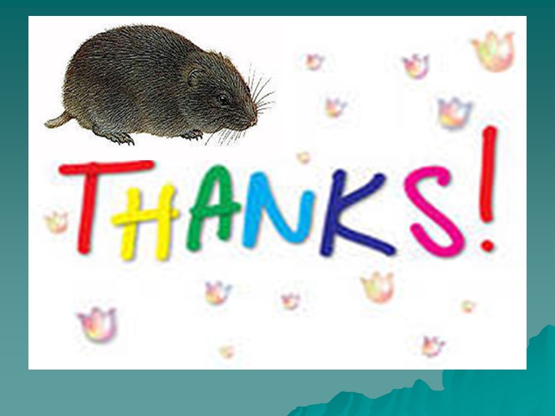 Yellow lemming Information Status: rare (Category III), it