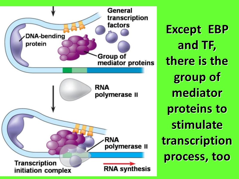 Gene Expression Regulation Fundamentals of Biochemistry of Hormones