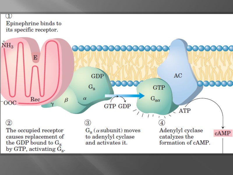 Gene Expression Regulation Fundamentals of Biochemistry of Hormones