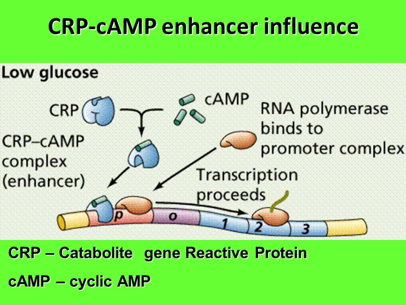 Gene Expression Regulation Fundamentals of Biochemistry of Hormones