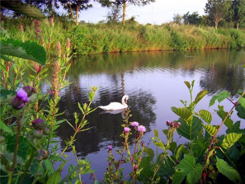 Flora and Fauna of Ukraine Flora Ukraine The