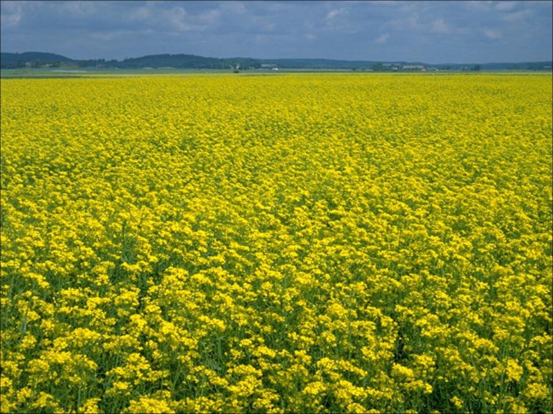 Flora and Fauna of Ukraine Flora Ukraine The