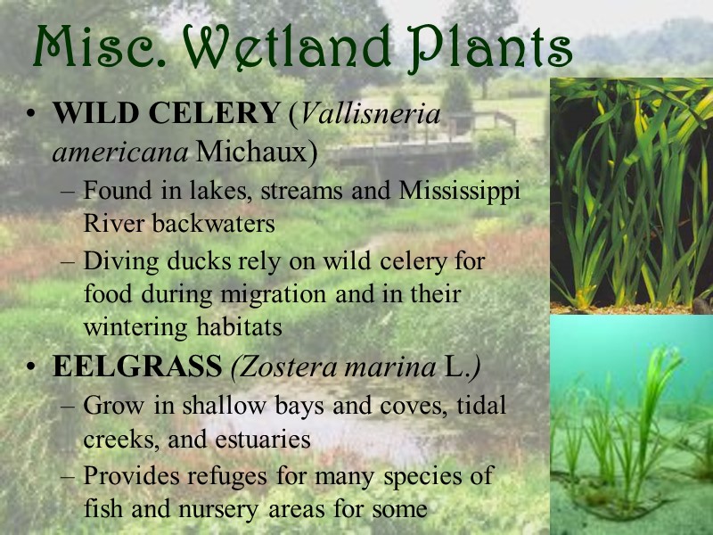 Wetland Plants Why Are Wetland Plants Important? Provides