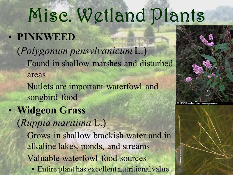 Wetland Plants Why Are Wetland Plants Important? Provides