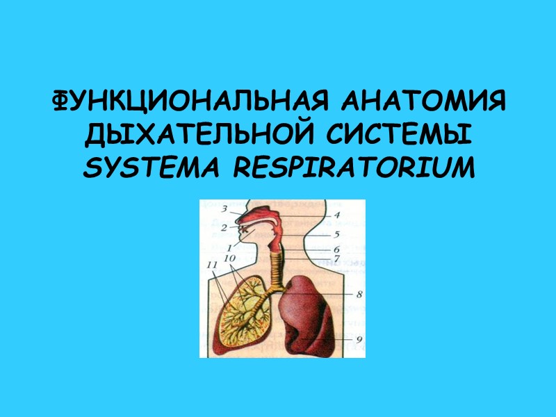 ФУНКЦИОНАЛЬНАЯ АНАТОМИЯ ДЫХАТЕЛЬНОЙ СИСТЕМЫ SYSTEMA RESPIRATORIUM План ...