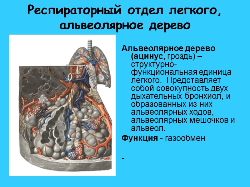 ФУНКЦИОНАЛЬНАЯ АНАТОМИЯ ДЫХАТЕЛЬНОЙ СИСТЕМЫ SYSTEMA RESPIRATORIUM План ...