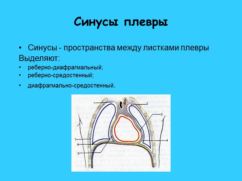 ФУНКЦИОНАЛЬНАЯ АНАТОМИЯ ДЫХАТЕЛЬНОЙ СИСТЕМЫ SYSTEMA RESPIRATORIUM План ...