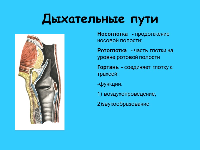 ФУНКЦИОНАЛЬНАЯ АНАТОМИЯ ДЫХАТЕЛЬНОЙ СИСТЕМЫ SYSTEMA RESPIRATORIUM План ...