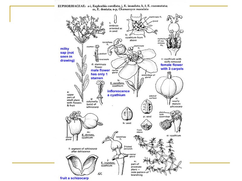 Families of dicotyledons Apiaceae Euphorbiaceae Fabaceae Rosaceae ...