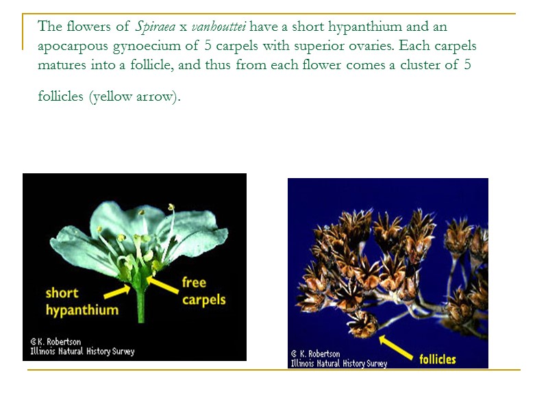 Families of dicotyledons Apiaceae Euphorbiaceae Fabaceae Rosaceae ...