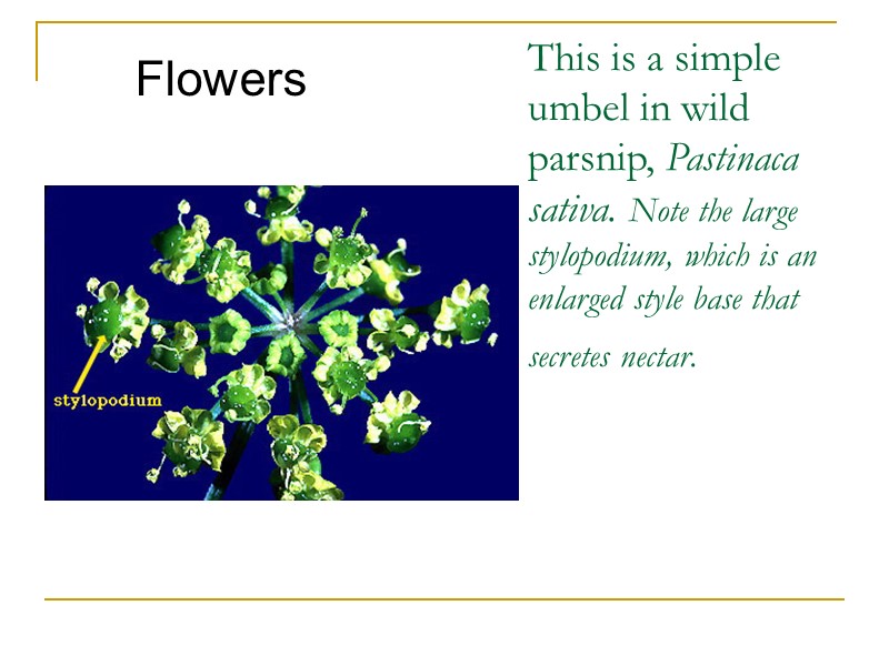 Families of dicotyledons Apiaceae Euphorbiaceae Fabaceae Rosaceae ...