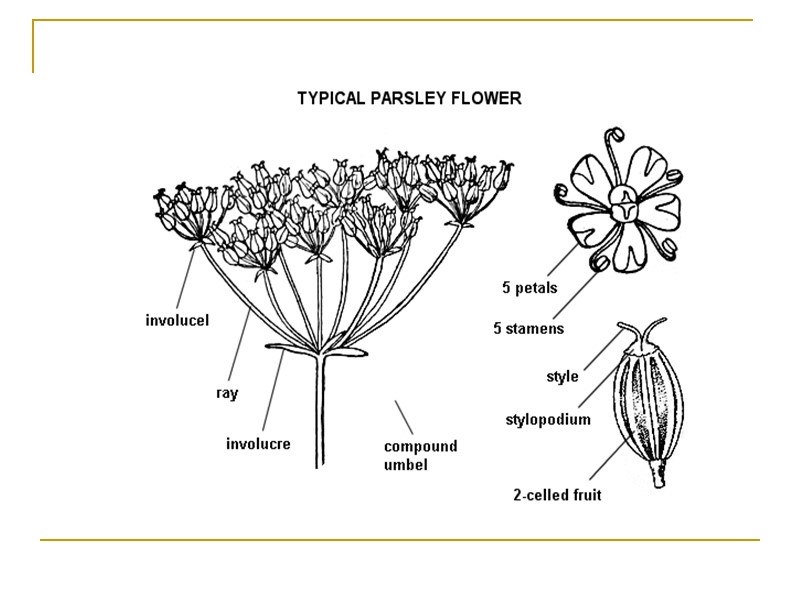 Families of dicotyledons Apiaceae Euphorbiaceae Fabaceae Rosaceae ...