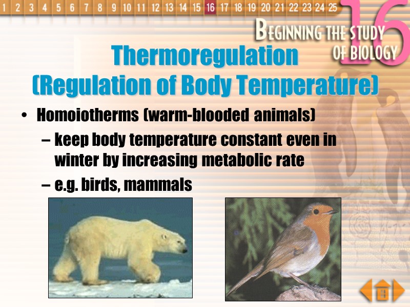 Importance of Homeostasis in Mammals metabolic reactions are