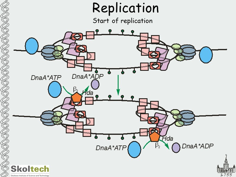 MSU & SkolTech Replication in bacteria Replication Chemistry